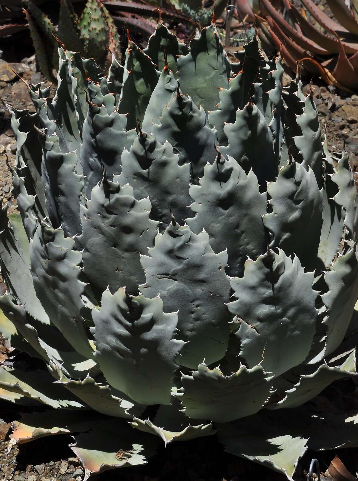 Beauty and brawn: Gotta get agave