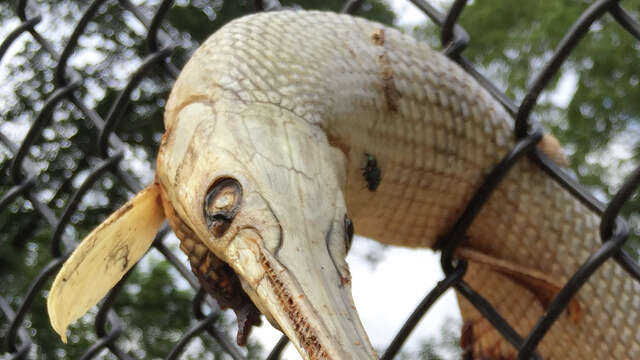 Crazy photos of Texas longnose gar stuck in fences that will haunt your ...