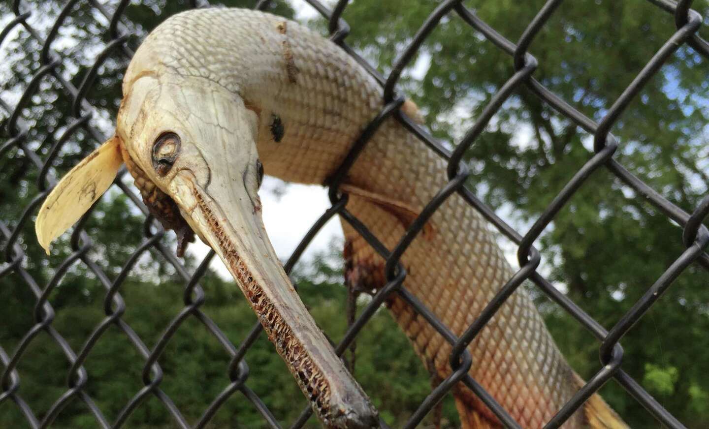 Crazy photos of Texas longnose gar stuck in fences that will haunt your ...