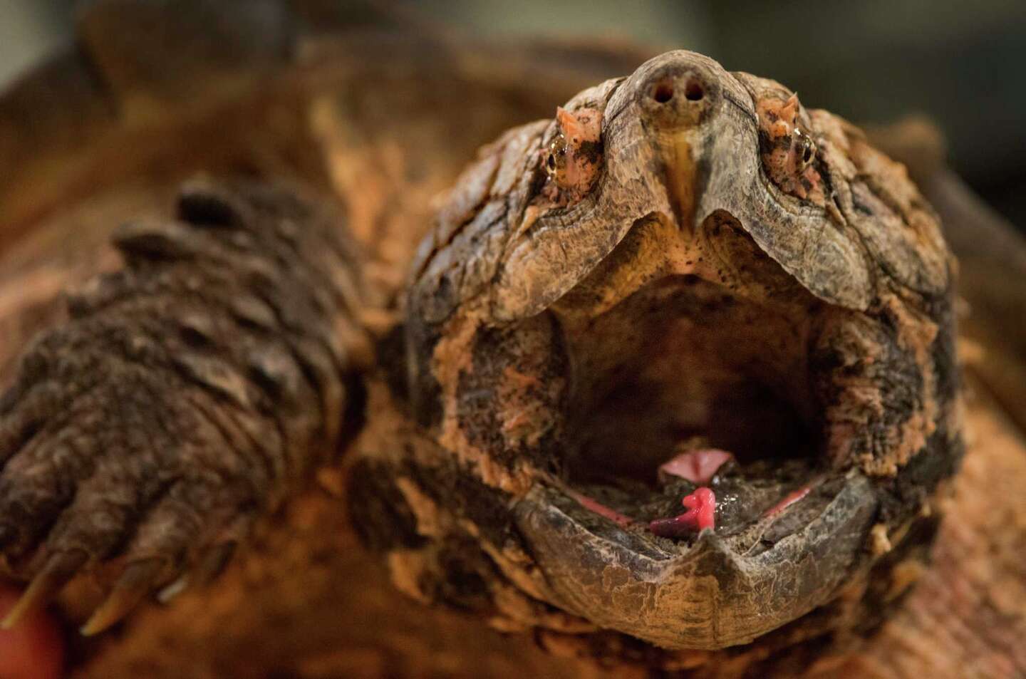 8 facts about a modern dinosaur — the alligator snapping turtle