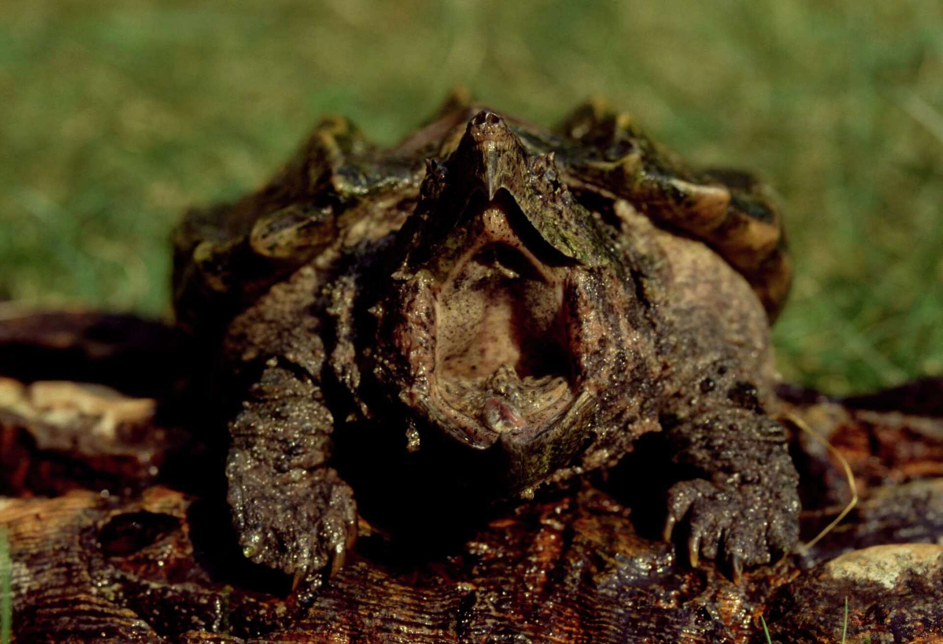 8 facts about a modern dinosaur — the alligator snapping turtle