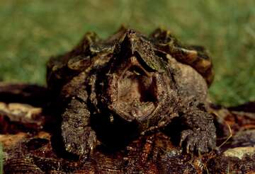 8 facts about a modern dinosaur — the alligator snapping turtle