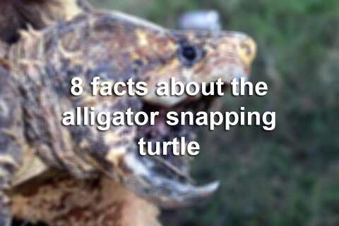 8 facts about a modern dinosaur — the alligator snapping turtle