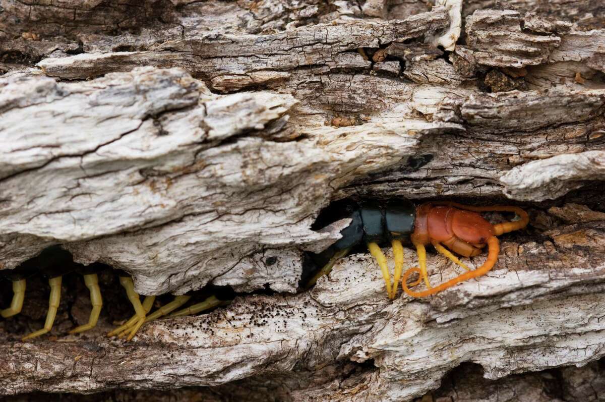 Texas' nightmare-inducing centipede caught on camera in Garner State Park