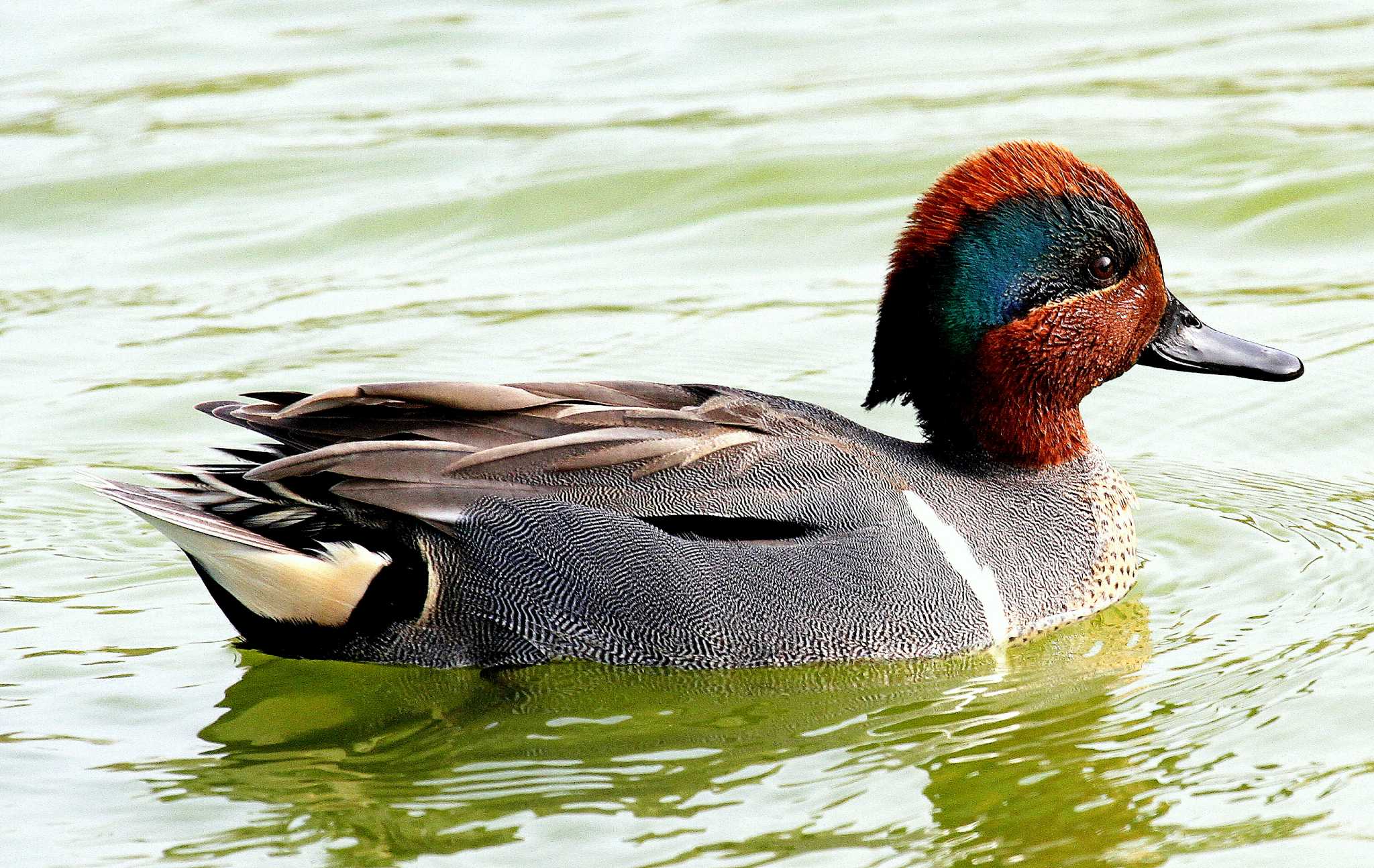 Duck populations hitting a 60-year peak