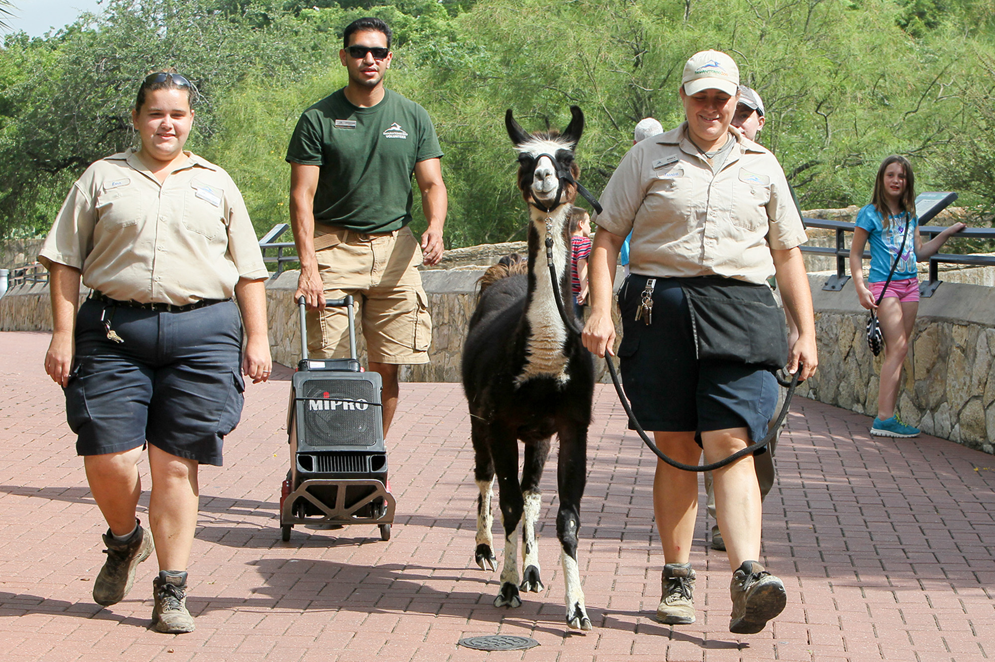 Llama walks among guests at the zoo