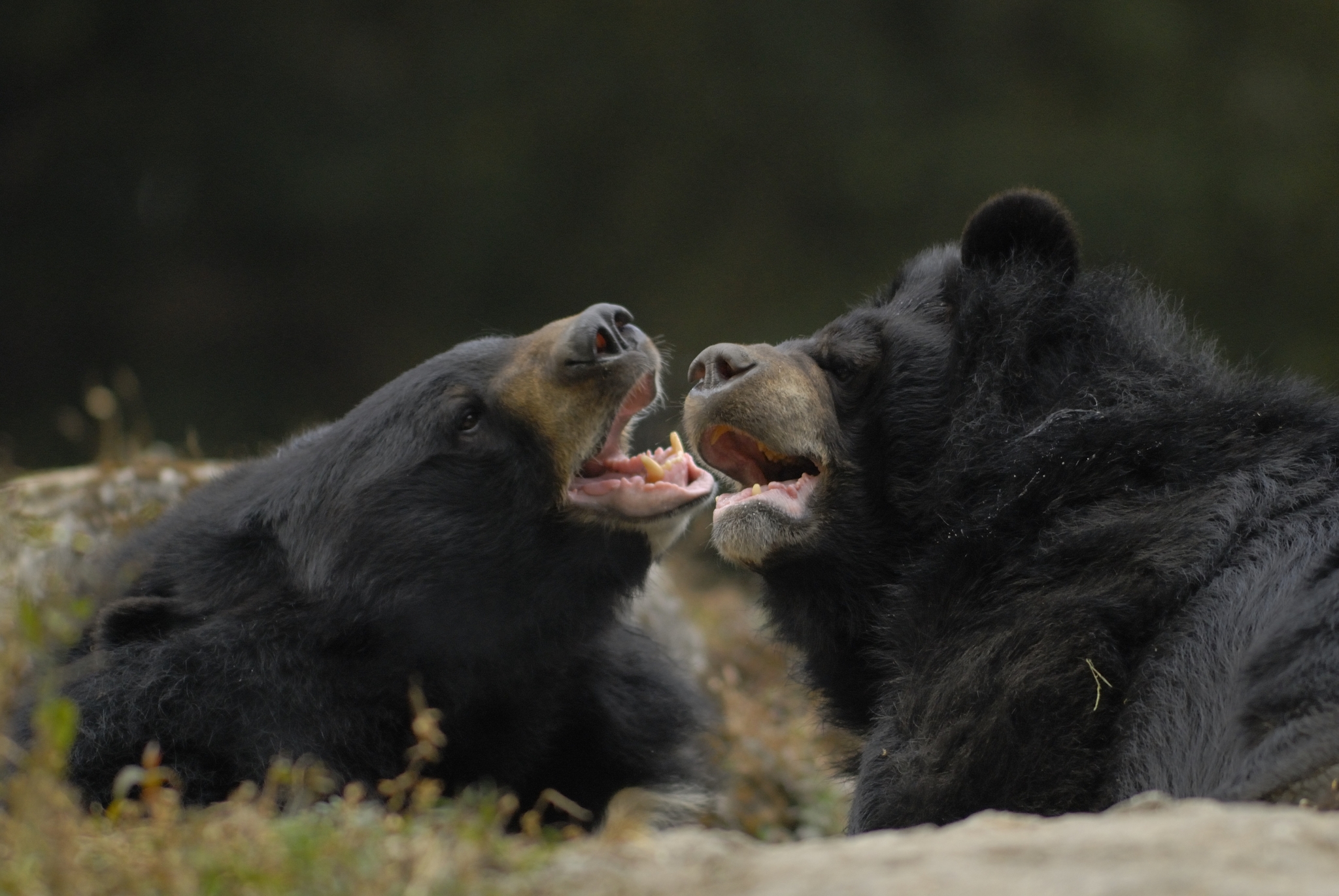 Man tries to take selfie with bear, gets mauled to death as friends watch