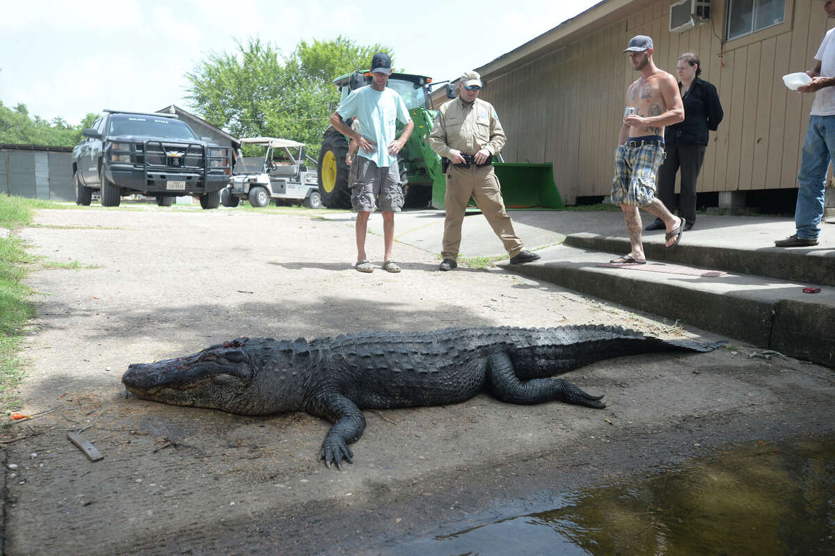 PHOTOS: Alligator killed in Adams Bayou