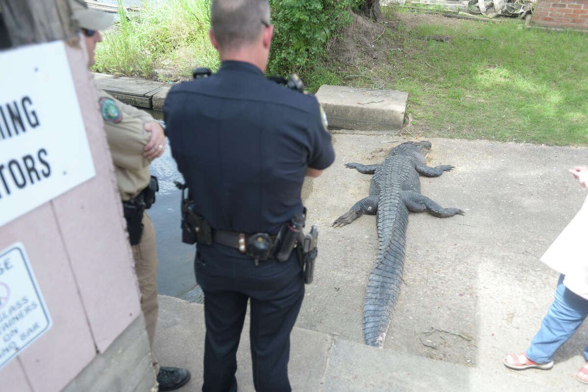 Texas Monthly includes alligator attack in Bum Steer awards