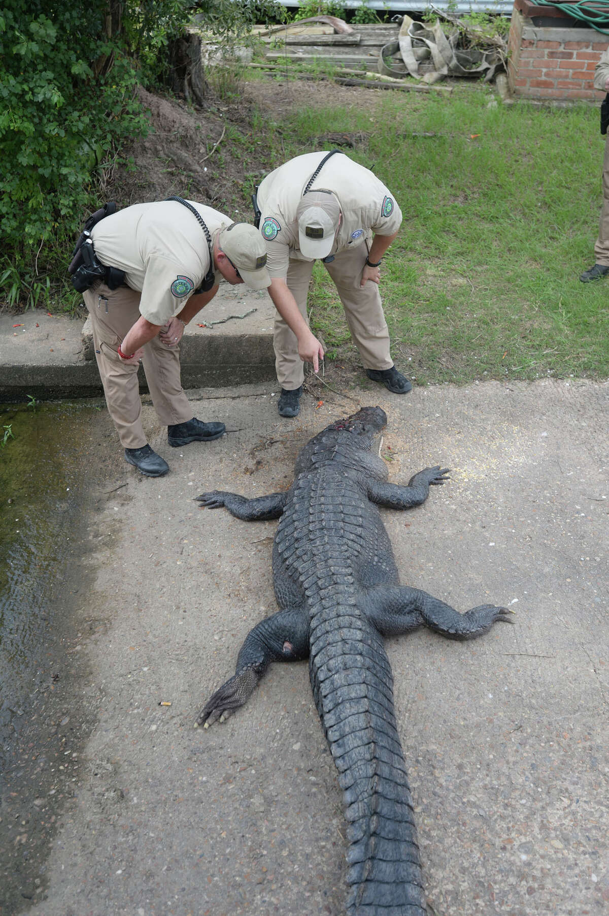 Gator killed, officials find remains of man inside body