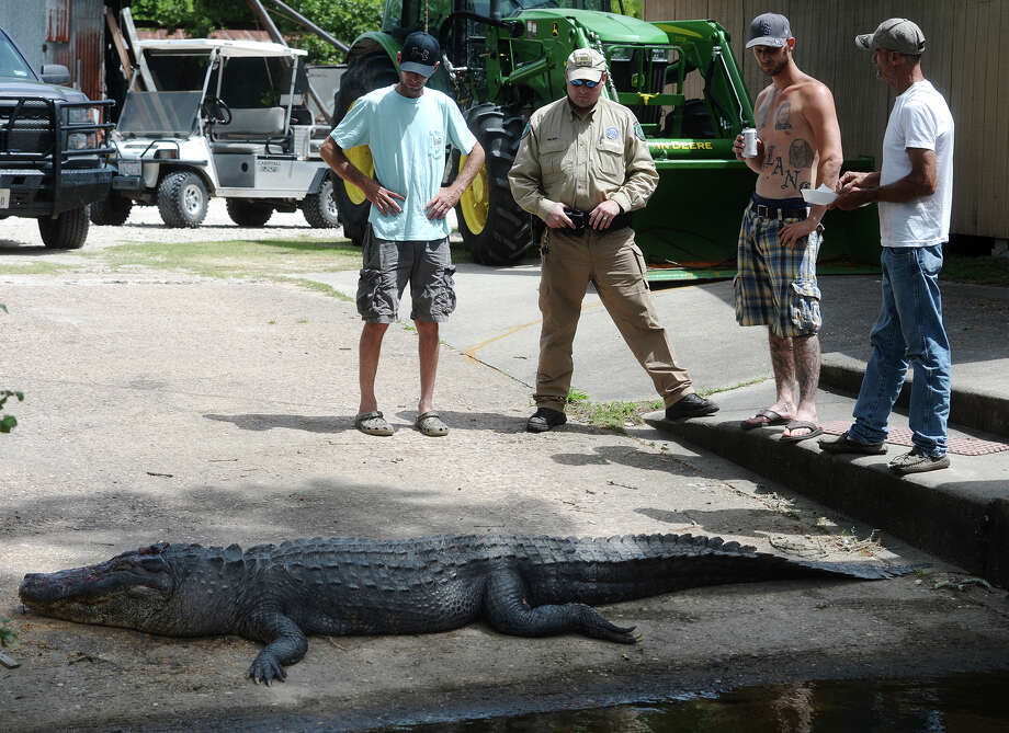 Gator killed, officials find remains of man inside body - Beaumont ...