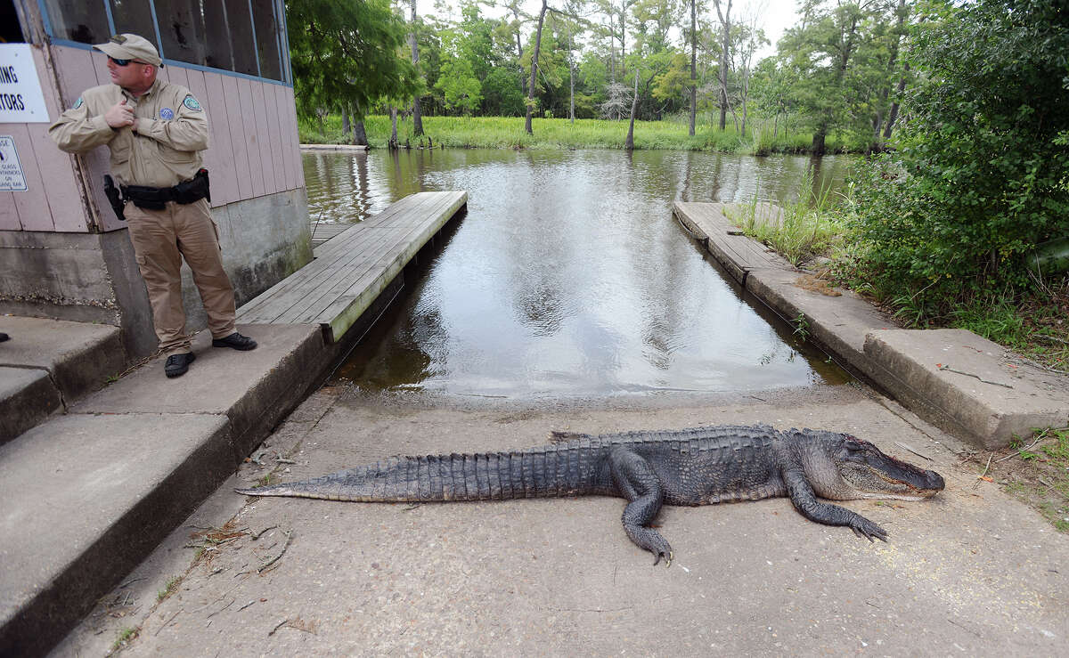 Gator killed, officials find remains of man inside body