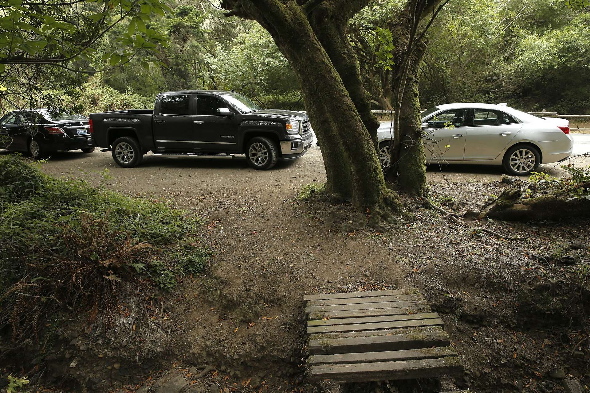 Wildly popular Muir Woods to start requiring reservations