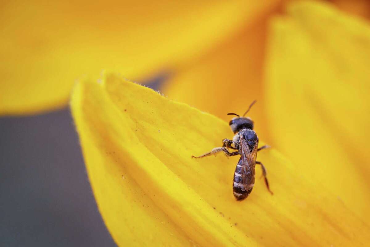 12 ways you can help save the bees