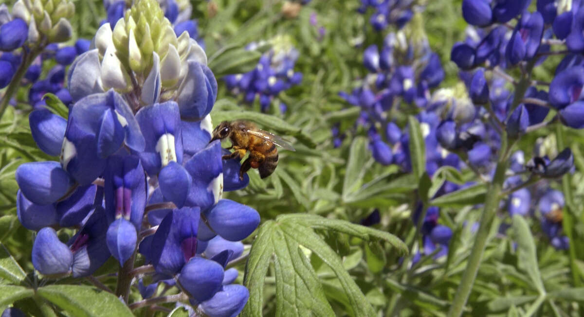 12 ways you can help save the bees