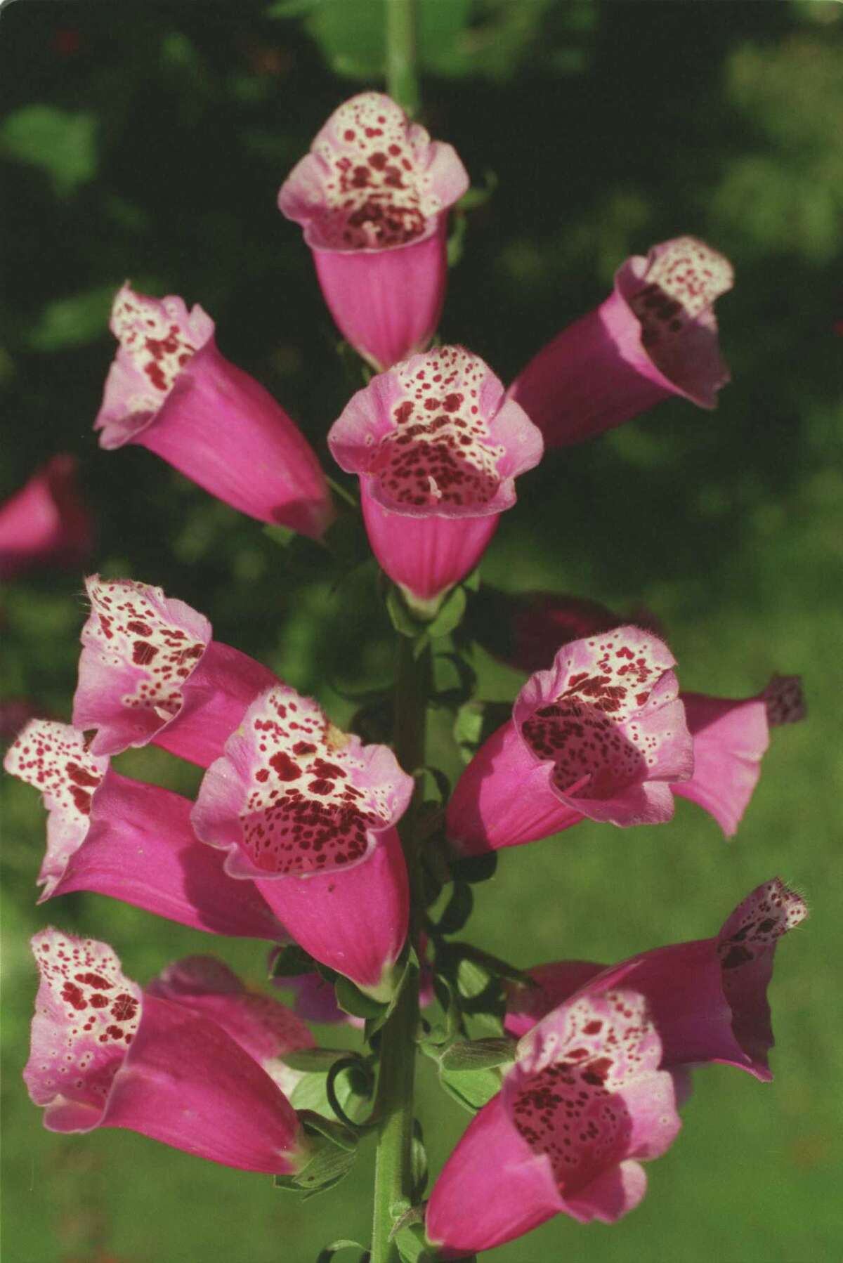 12 ways you can help save the bees