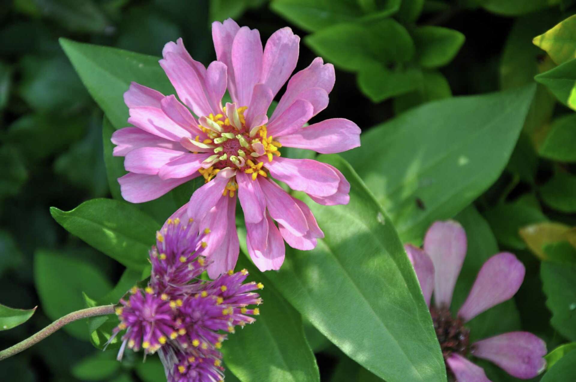 Revive your garden with these sun-loving plants
