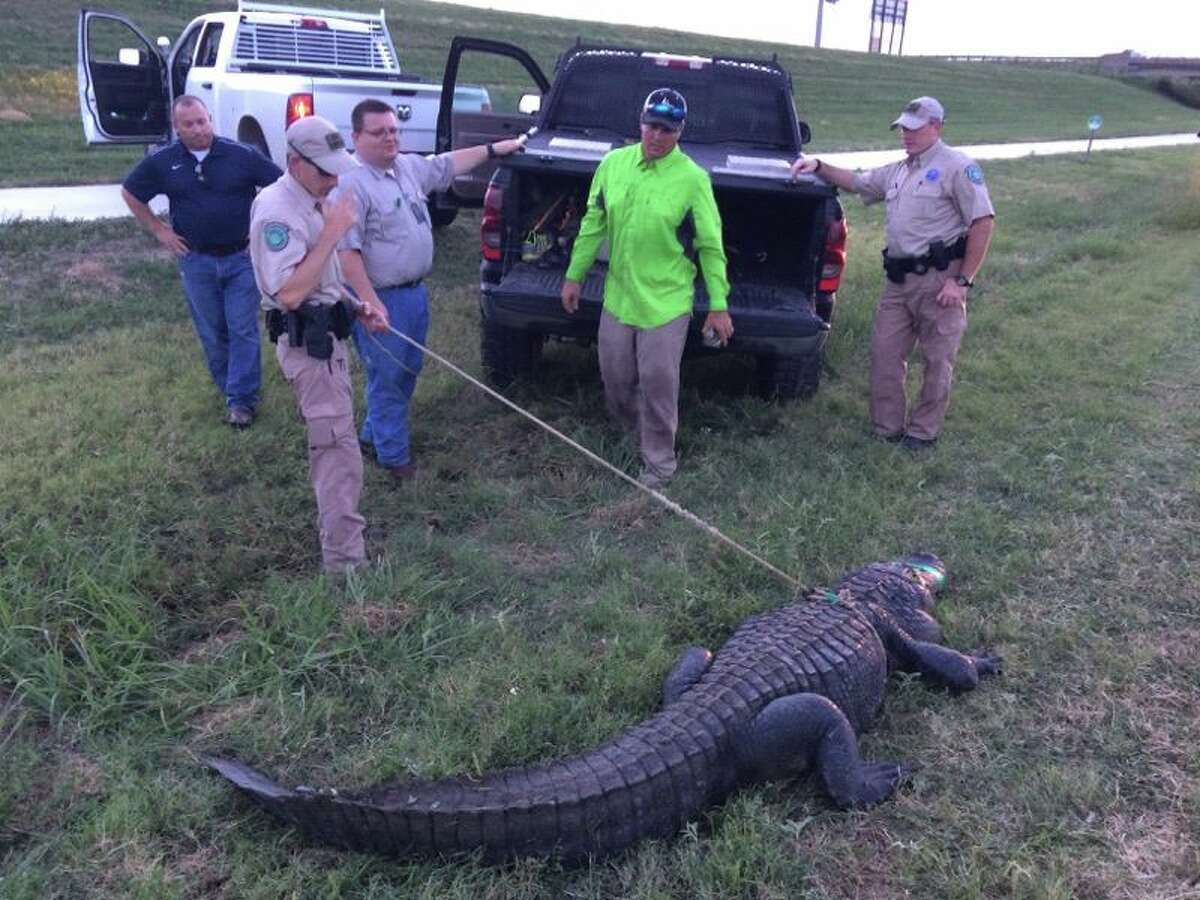 Houston gator hunter travels to Fort Worth to snare blind, 10-foot ...