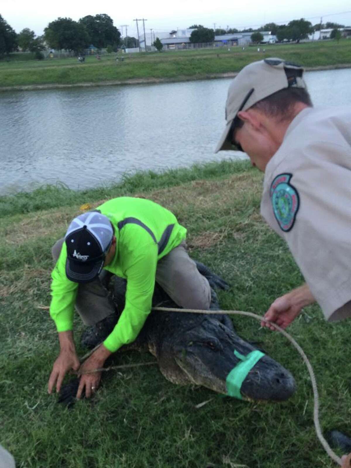 Houston gator hunter travels to Fort Worth to snare blind, 10-foot ...