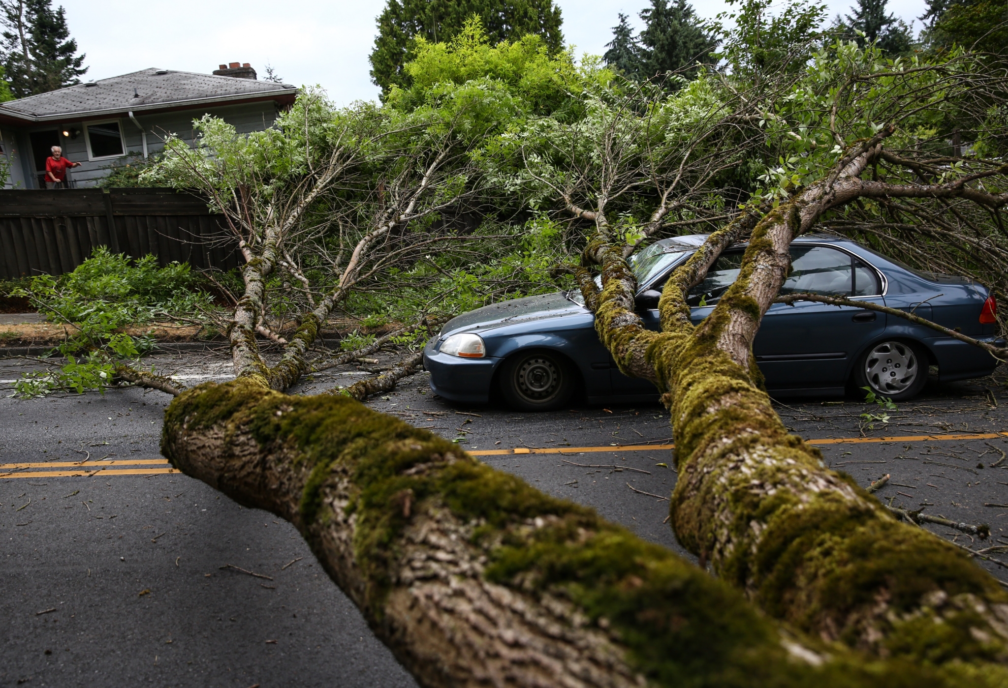 Photo: Falling tree traps driver in northeast Seattle