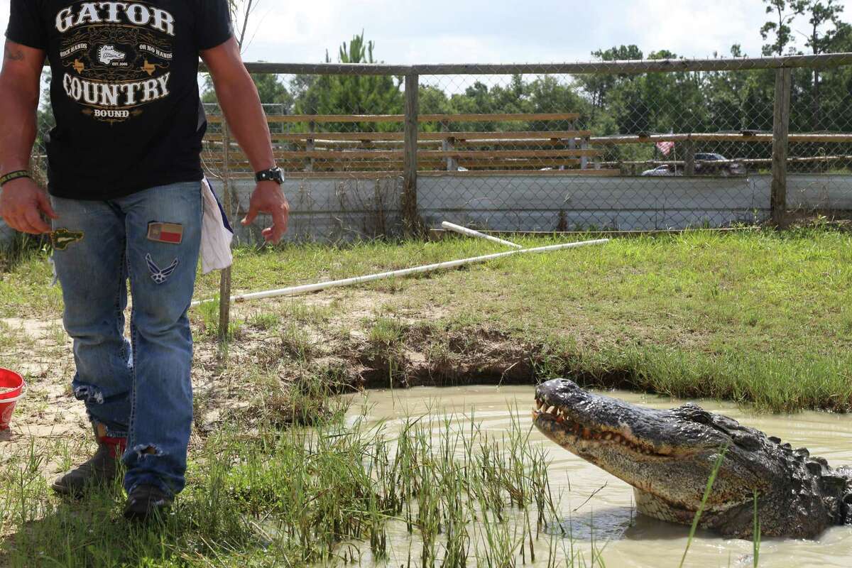 In alligator country, the reptile brings with it respect