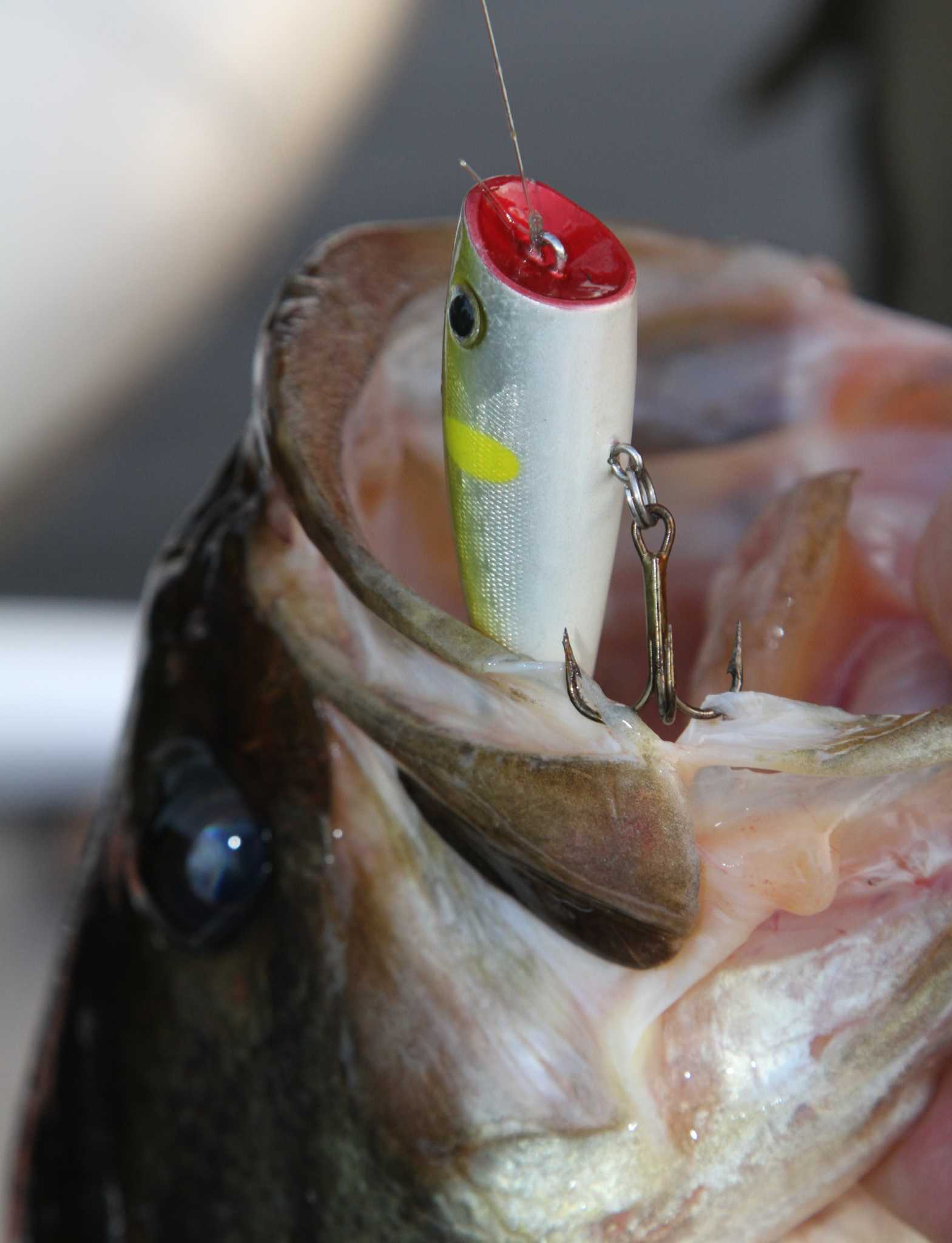 Shallow bass hunting 'most exciting' way to fish