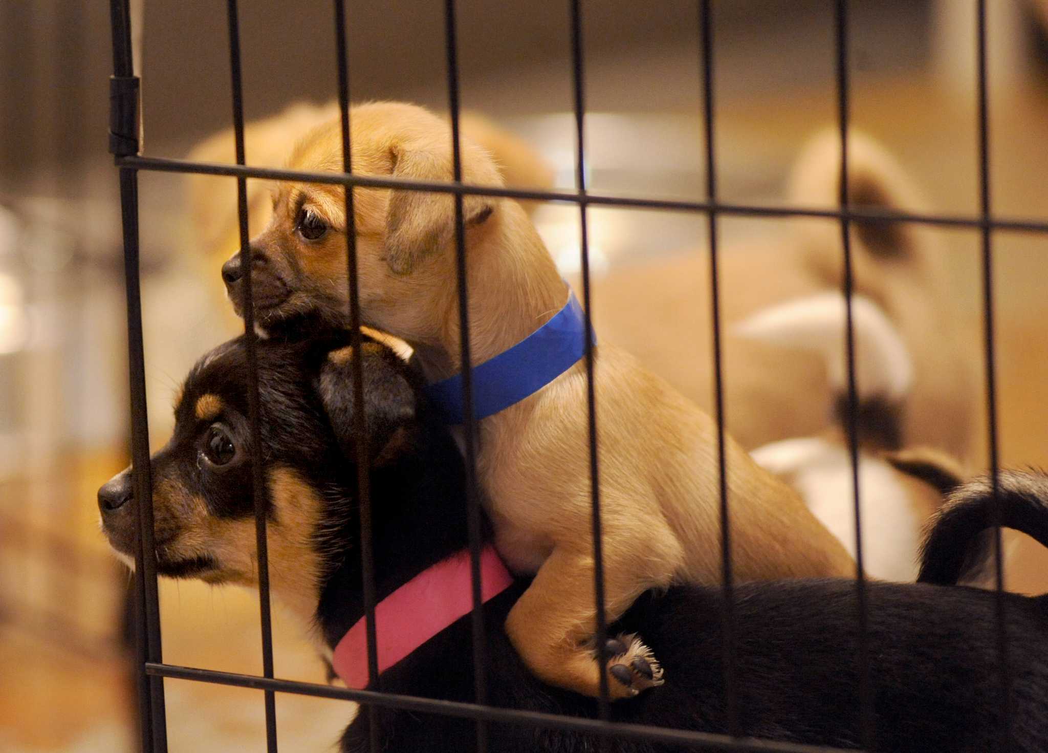 Seattle's most popular dog names