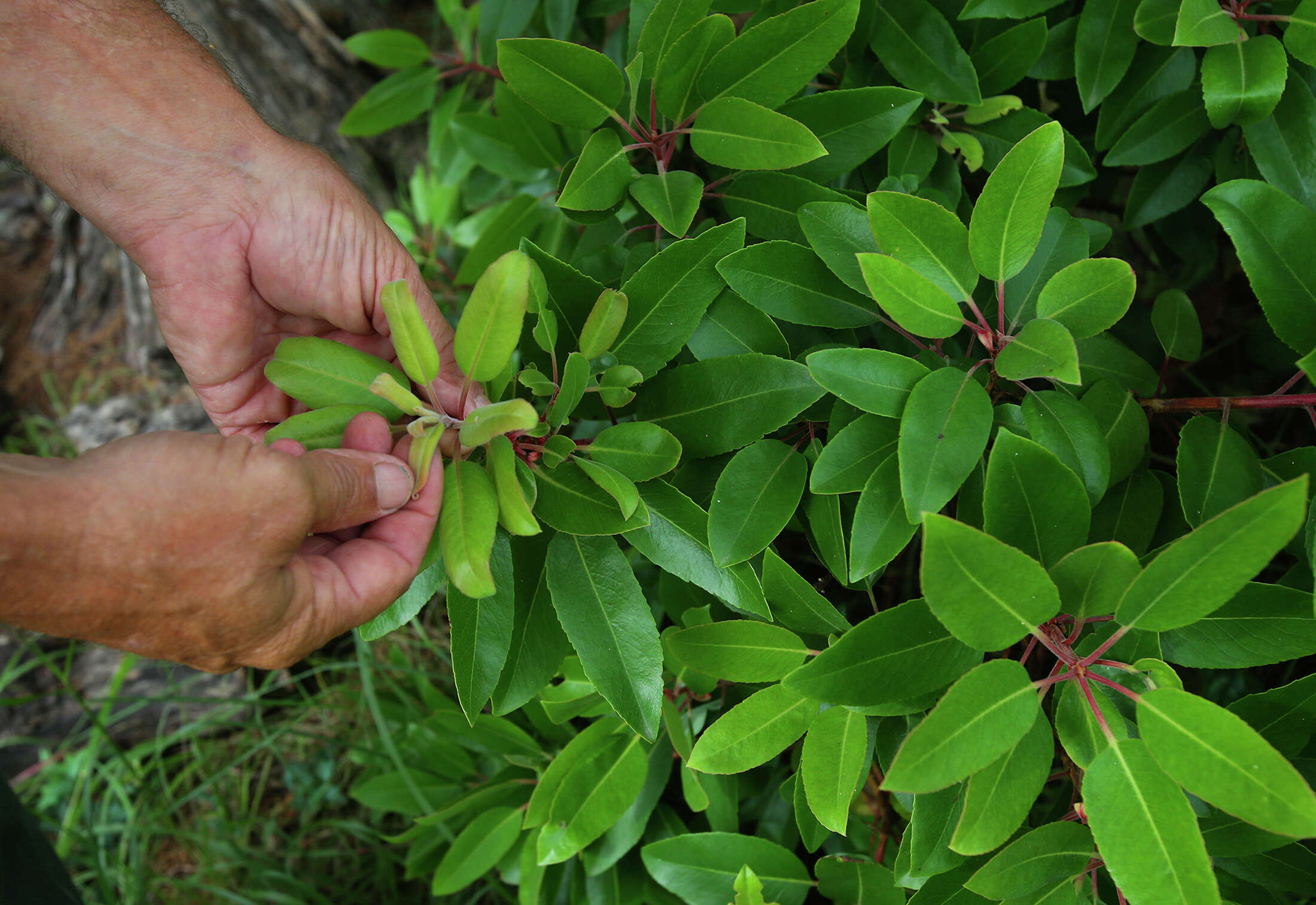 Texas Parks and Wildlife wants to open 60,000 acres to the public
