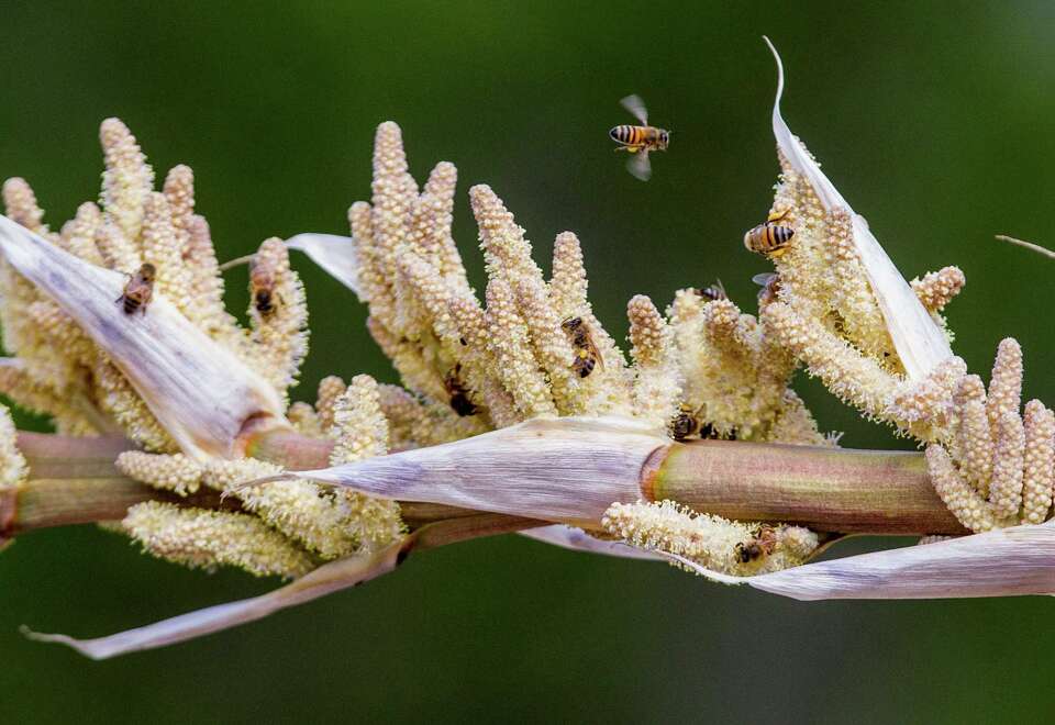 Texas Parks and Wildlife wants to open 60,000 acres to the public