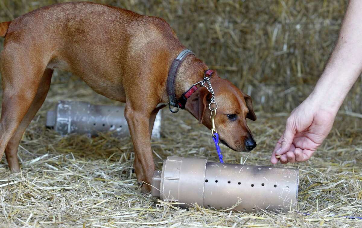 New barn-hunt event comes to Houston dog show
