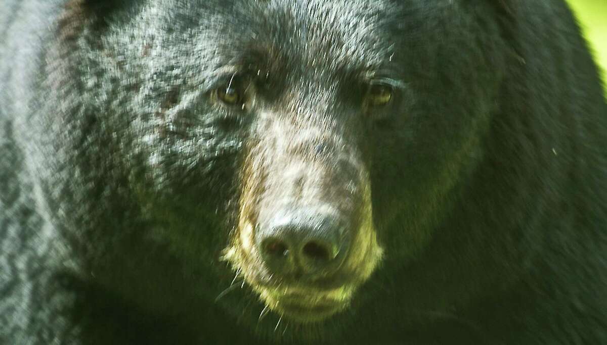 Weston Animal Control: Bear spotted ‘looking for snacks’