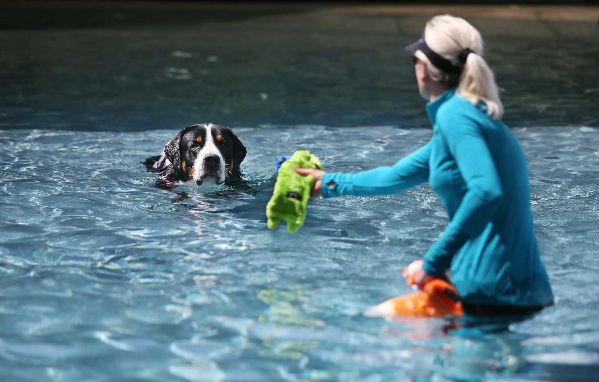 From swimming pool to show ring, the life of a champion dog