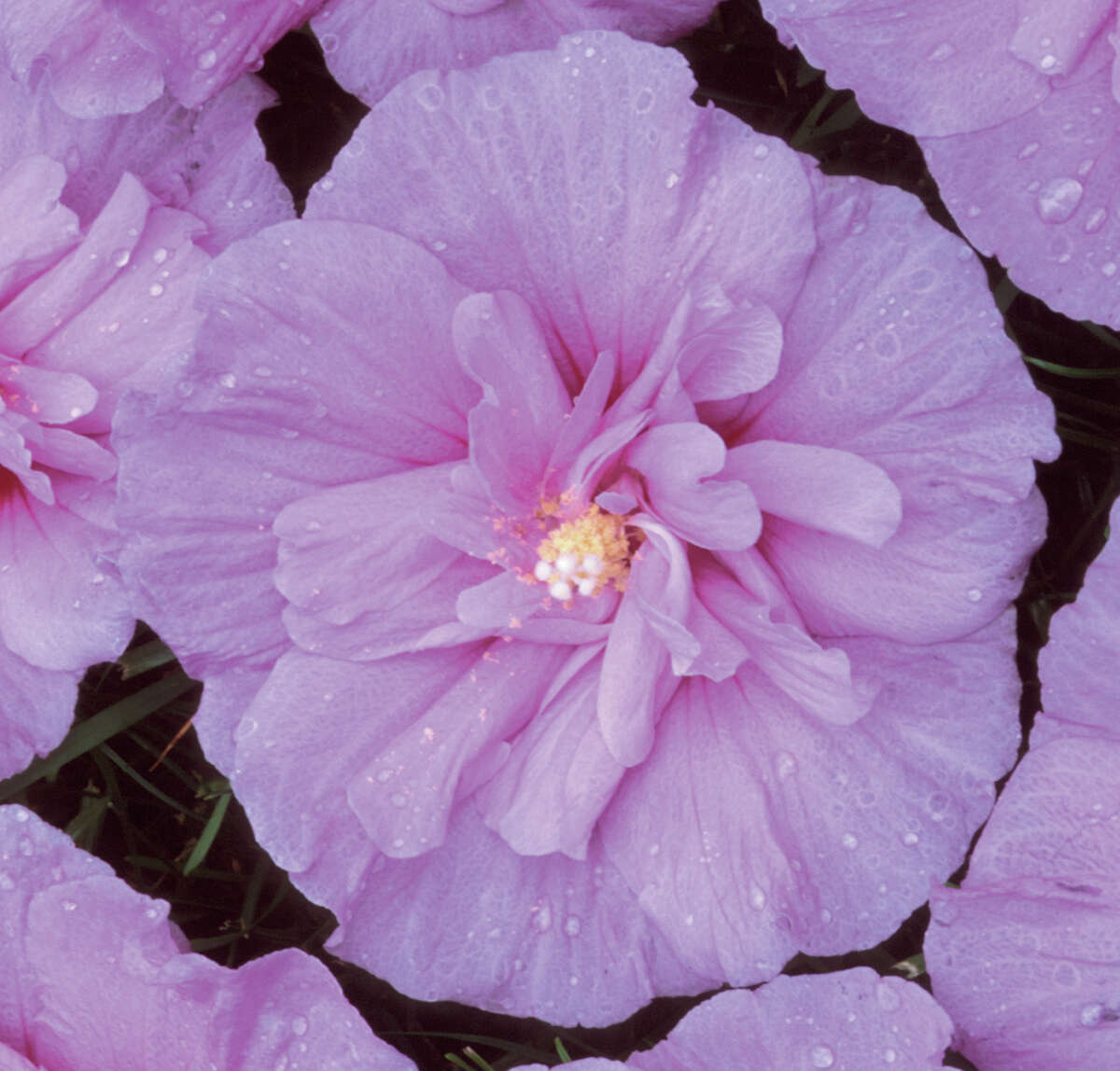 These plants can take the heat