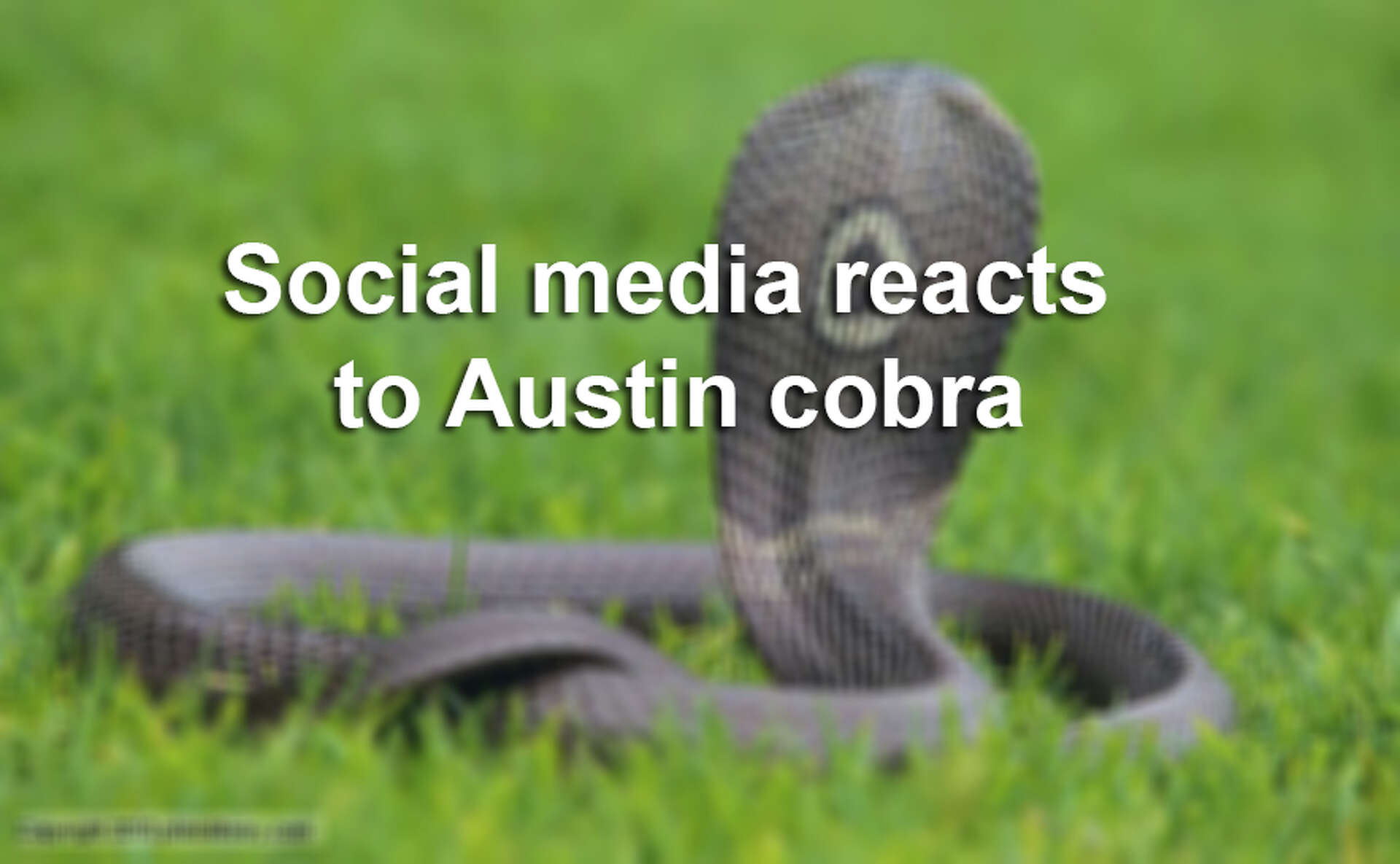 Cobra believed to have bitten, killed man found dead