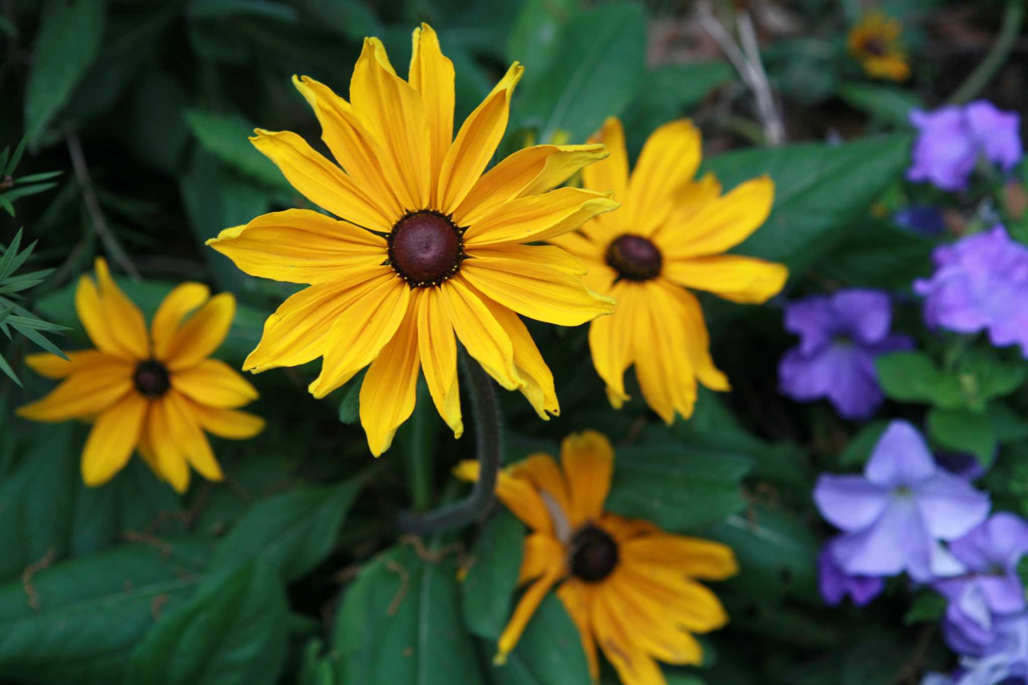 Revive your summer garden with these sun-loving plants