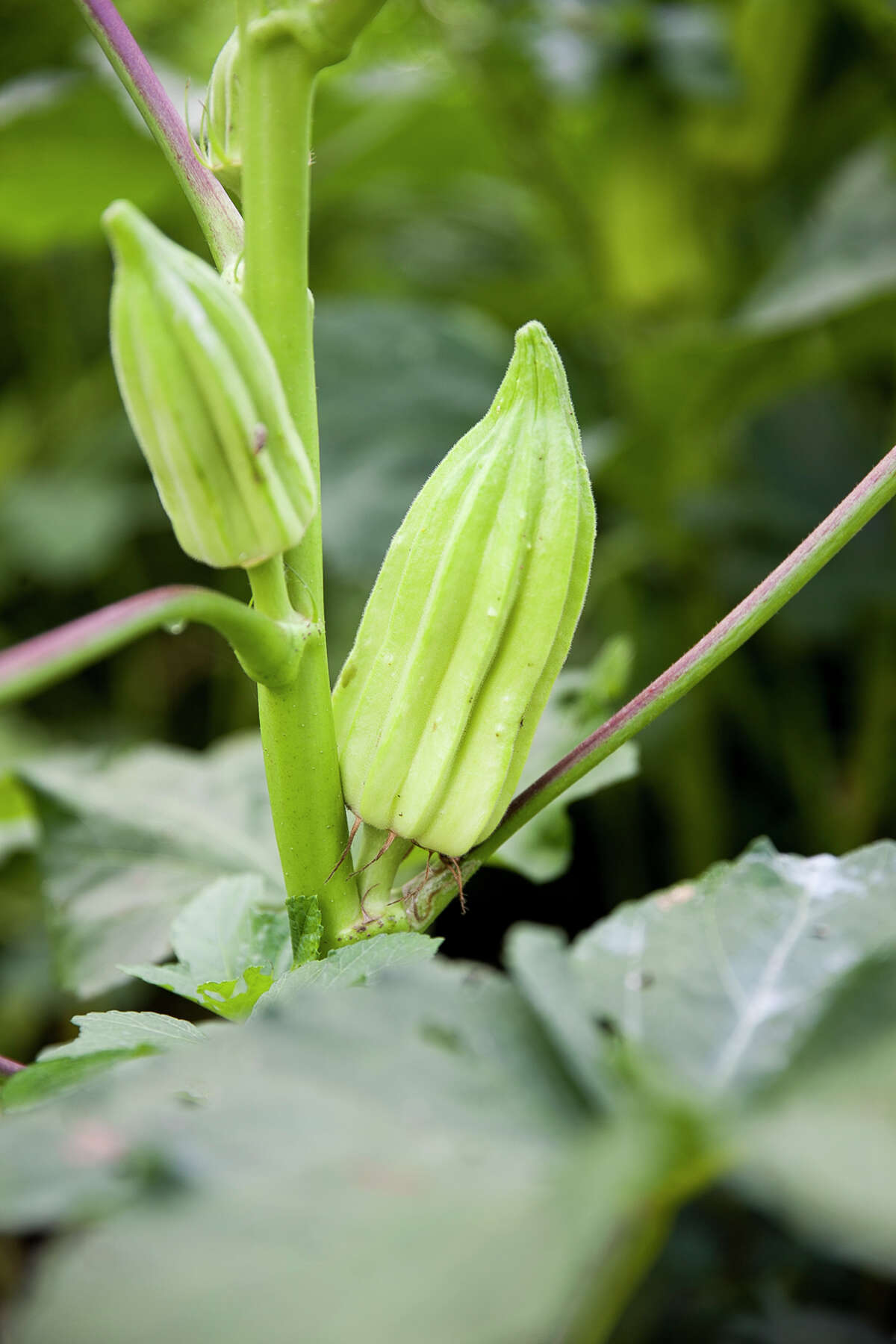 Sow, Grow, Savor: Delphine and Malcolm Beck