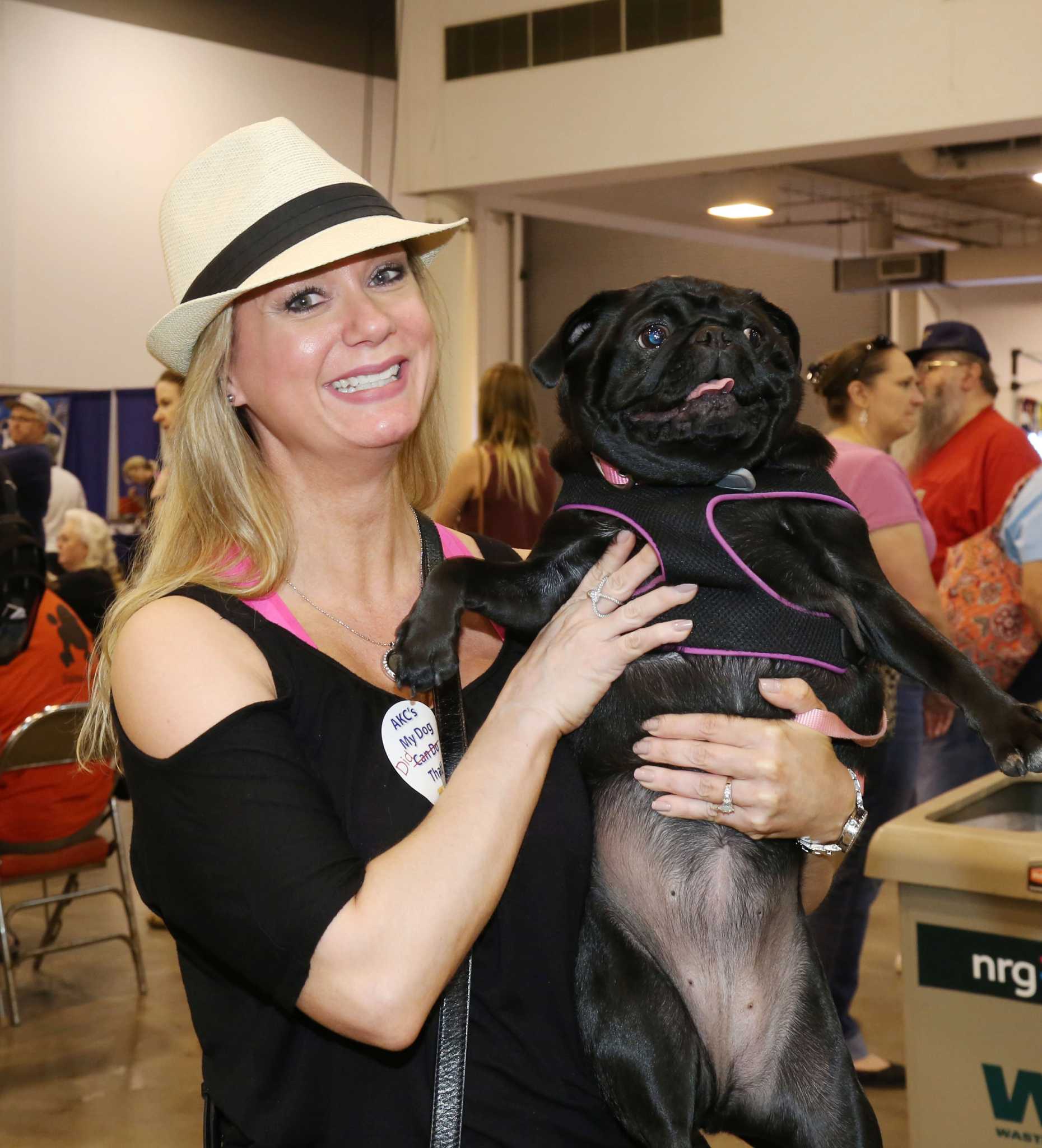 Canines Show Off Talents At Houston s World Series Of Dog Shows Canines Show Off Talents At Houston s World Series Of Dog Shows