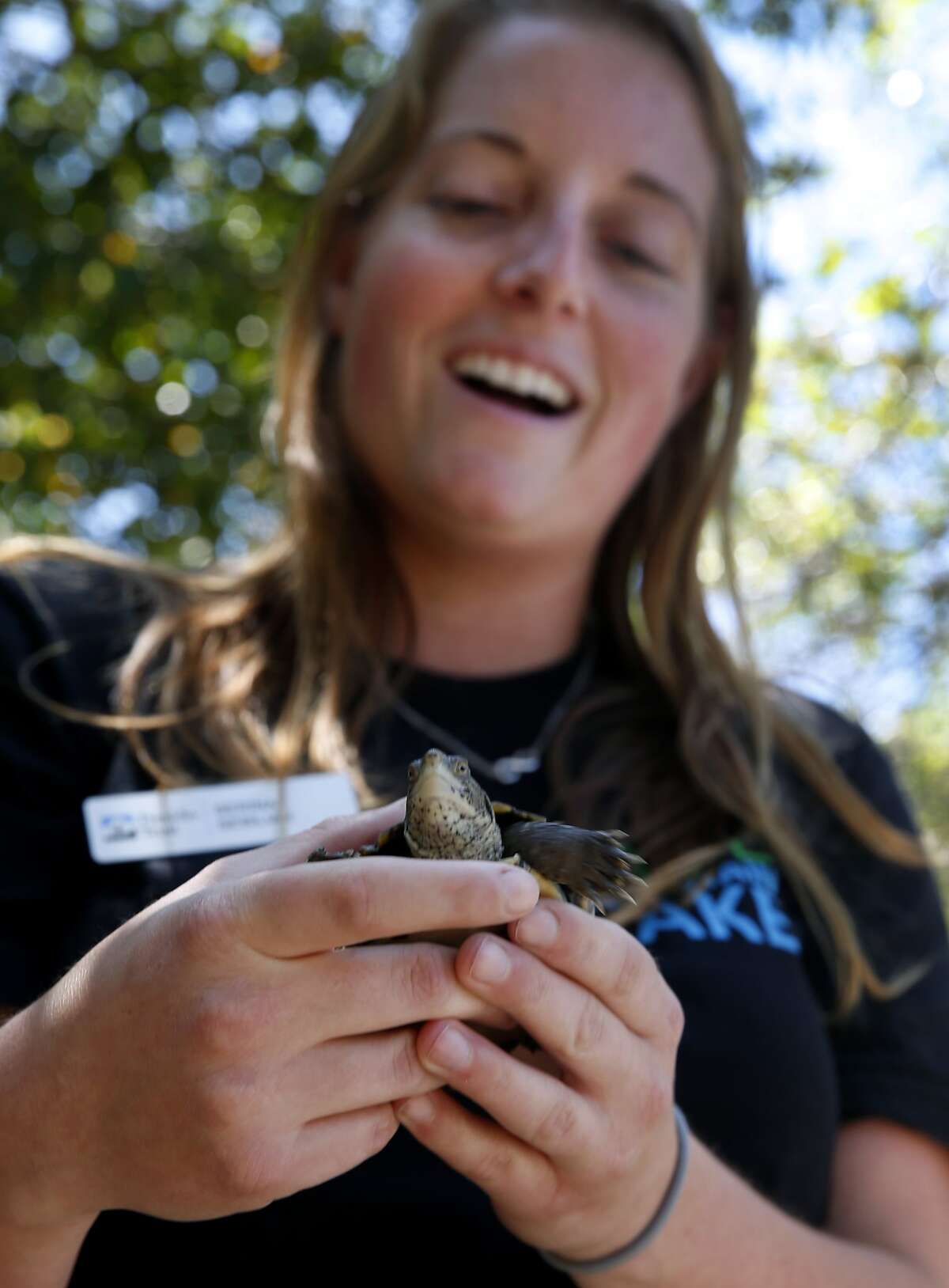 Turtles returned to their historic home at Mountain Lake