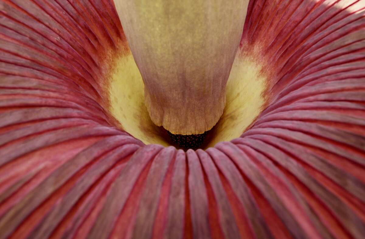 Thousands expected to visit SF when world's smelliest flower blooms ...