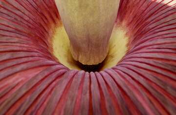 World's smelliest flower on verge of blooming in Berkeley