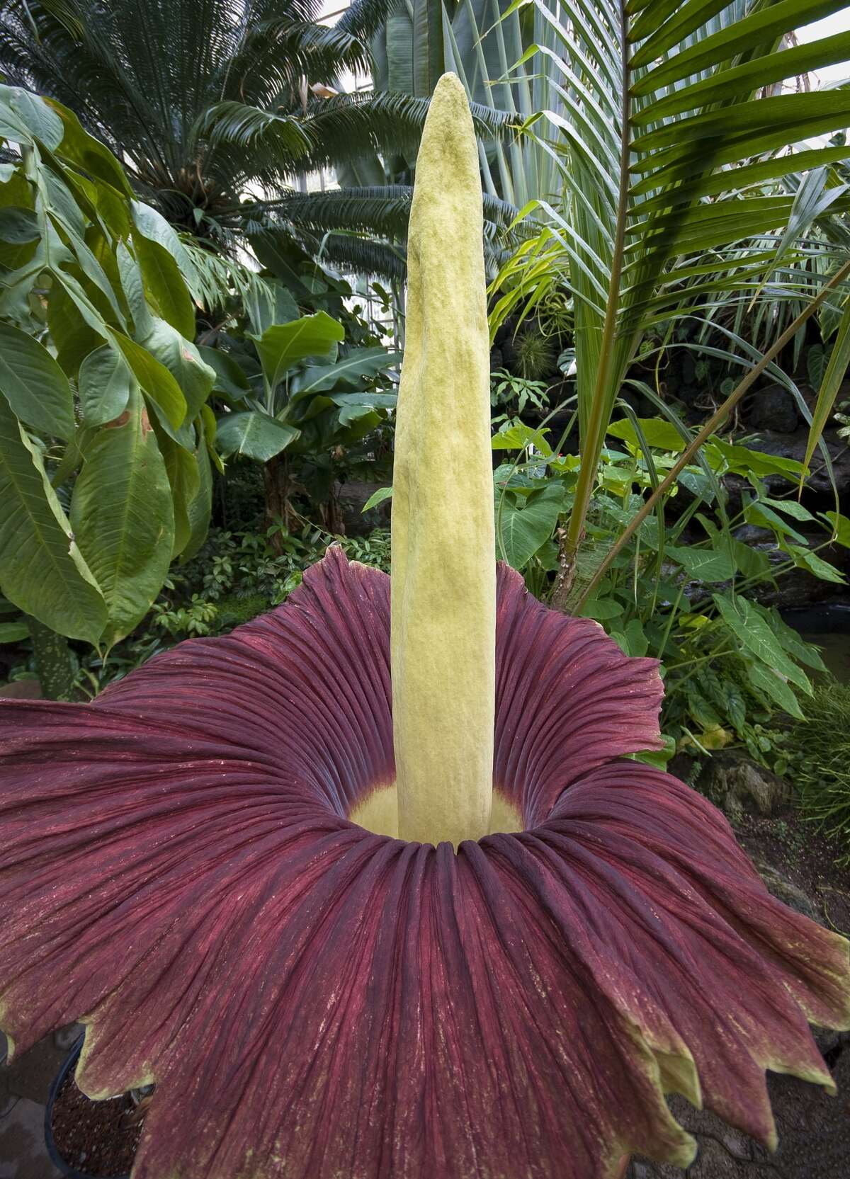 Thousands expected to visit SF when world's smelliest flower blooms ...