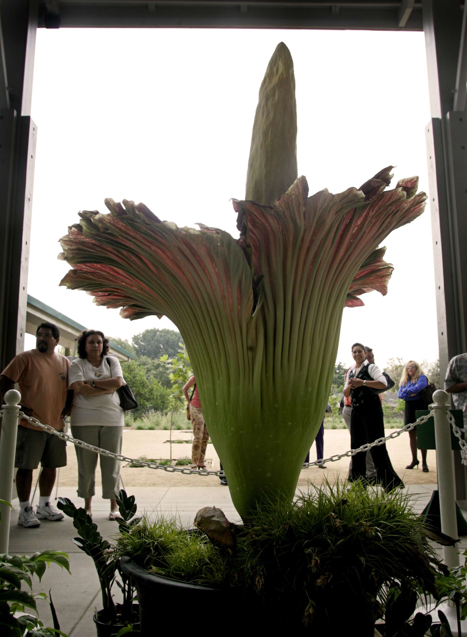 World's smelliest flower on verge of blooming in Berkeley