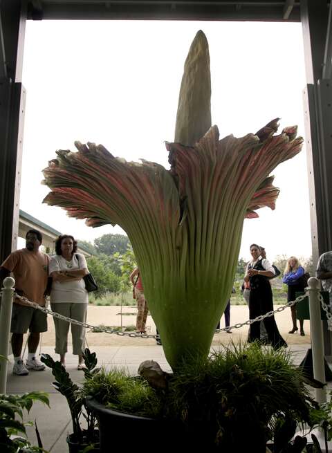 Thousands expected to visit SF when world's smelliest flower blooms ...