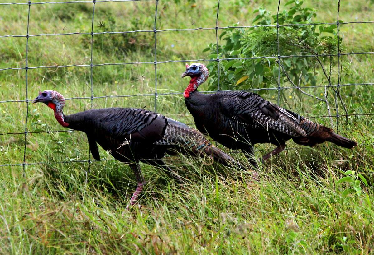 Connecticut's turkey season still going strong just in time for holidays