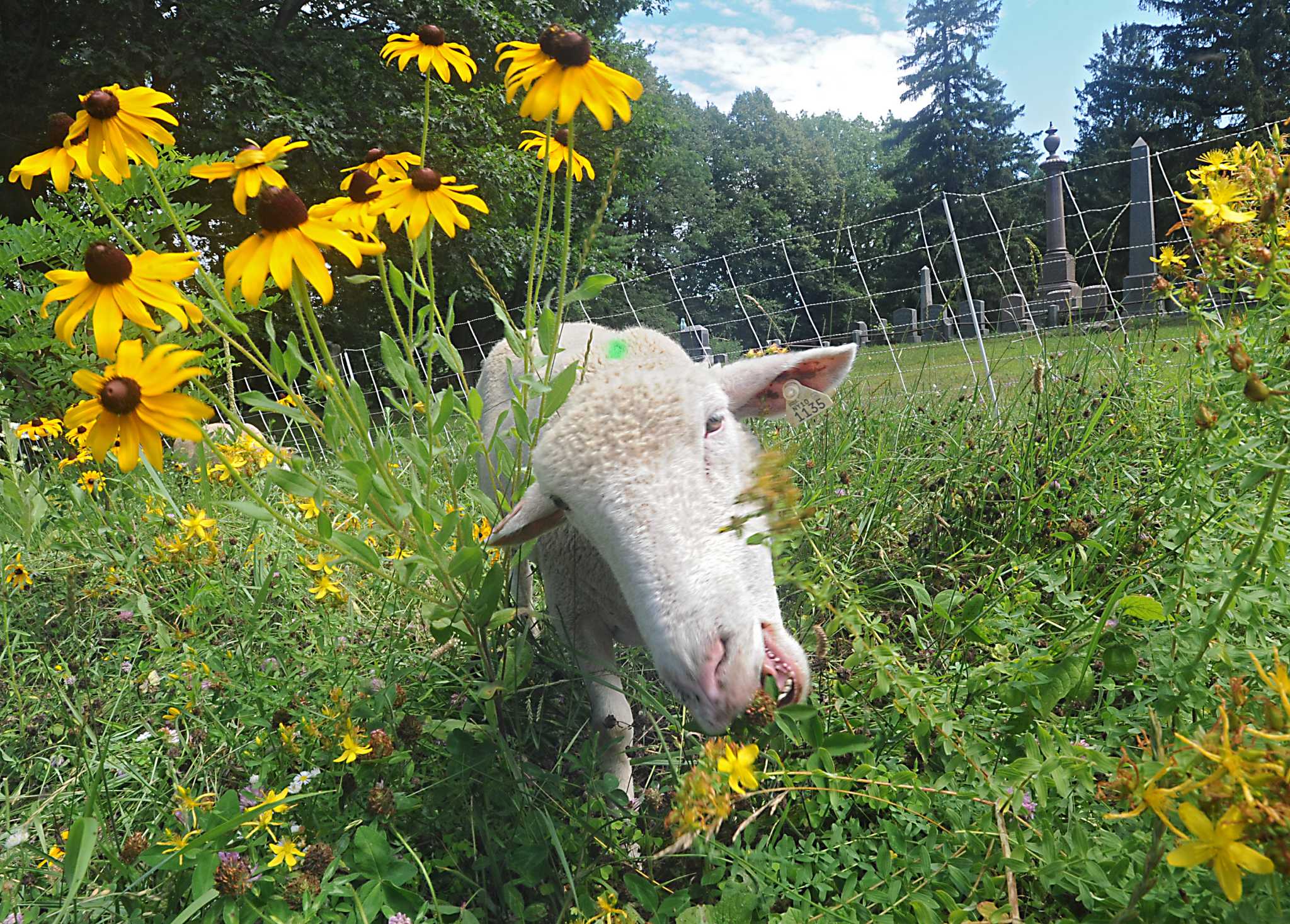 Sheep, goats handle 'mowing' duties at Schenectady's Vale cemetery