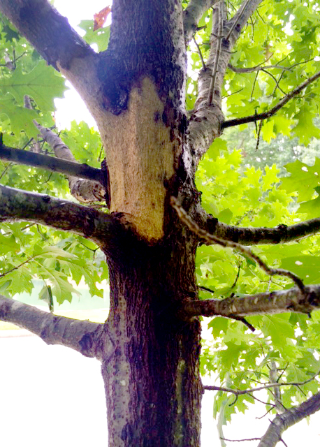 Shedding bark on red oak indicates serious disease