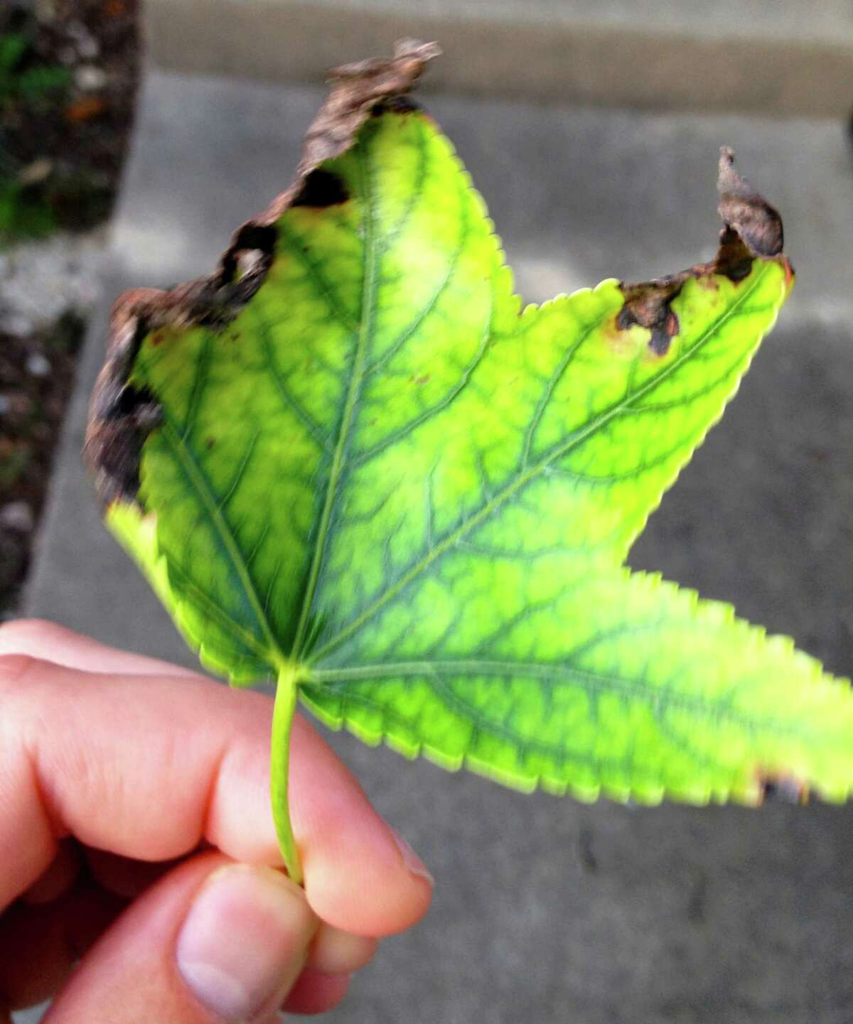 Shedding bark on red oak indicates serious disease