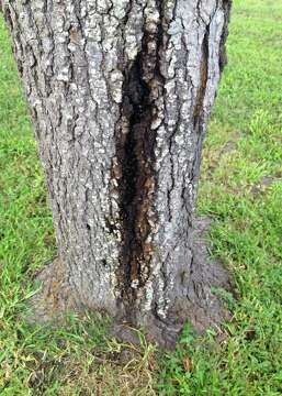 Shedding bark on red oak indicates serious disease - ExpressNews.com