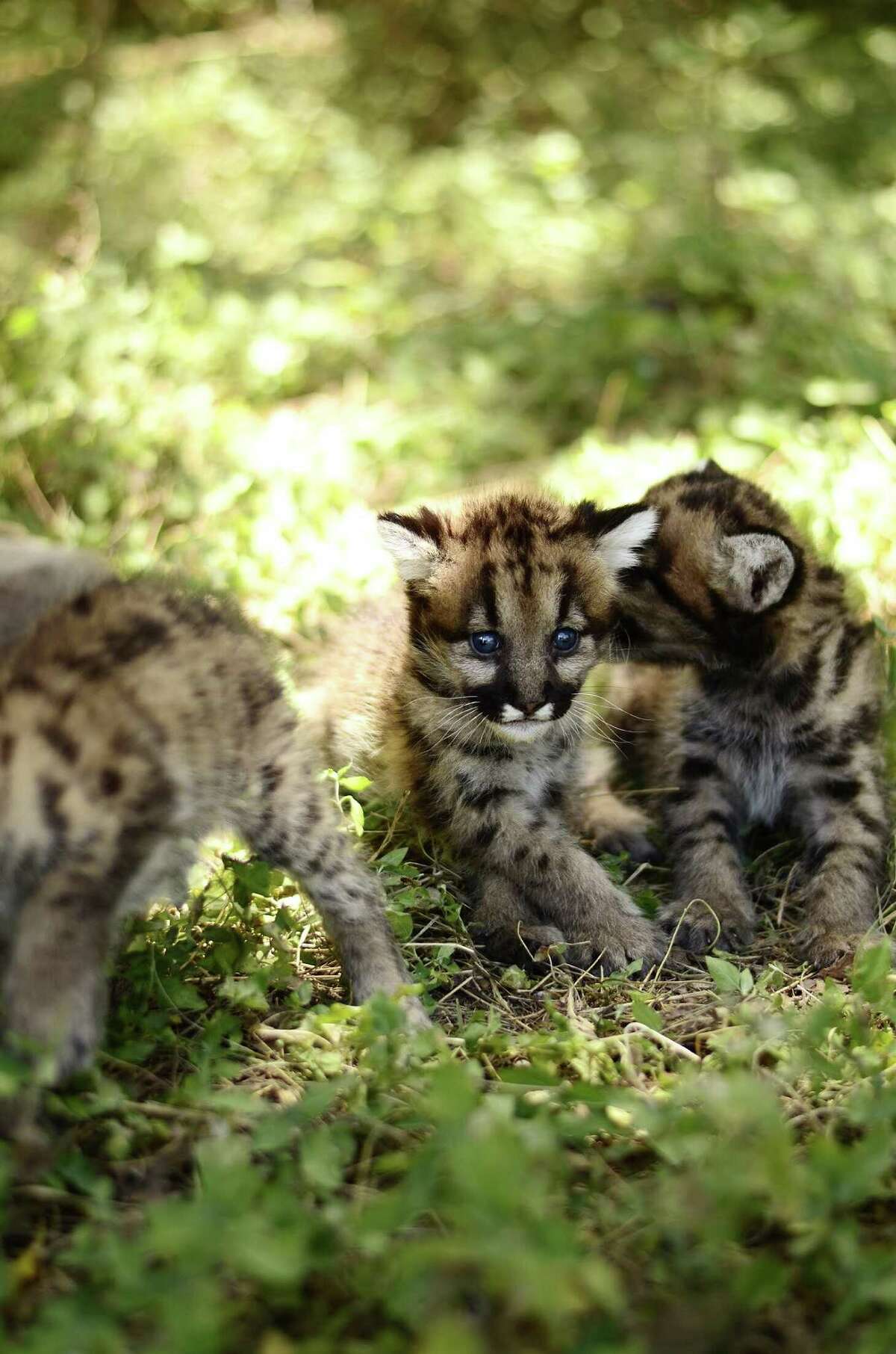 Three new mountain lion cubs debut at Animal World and Snake Farm Zoo ...