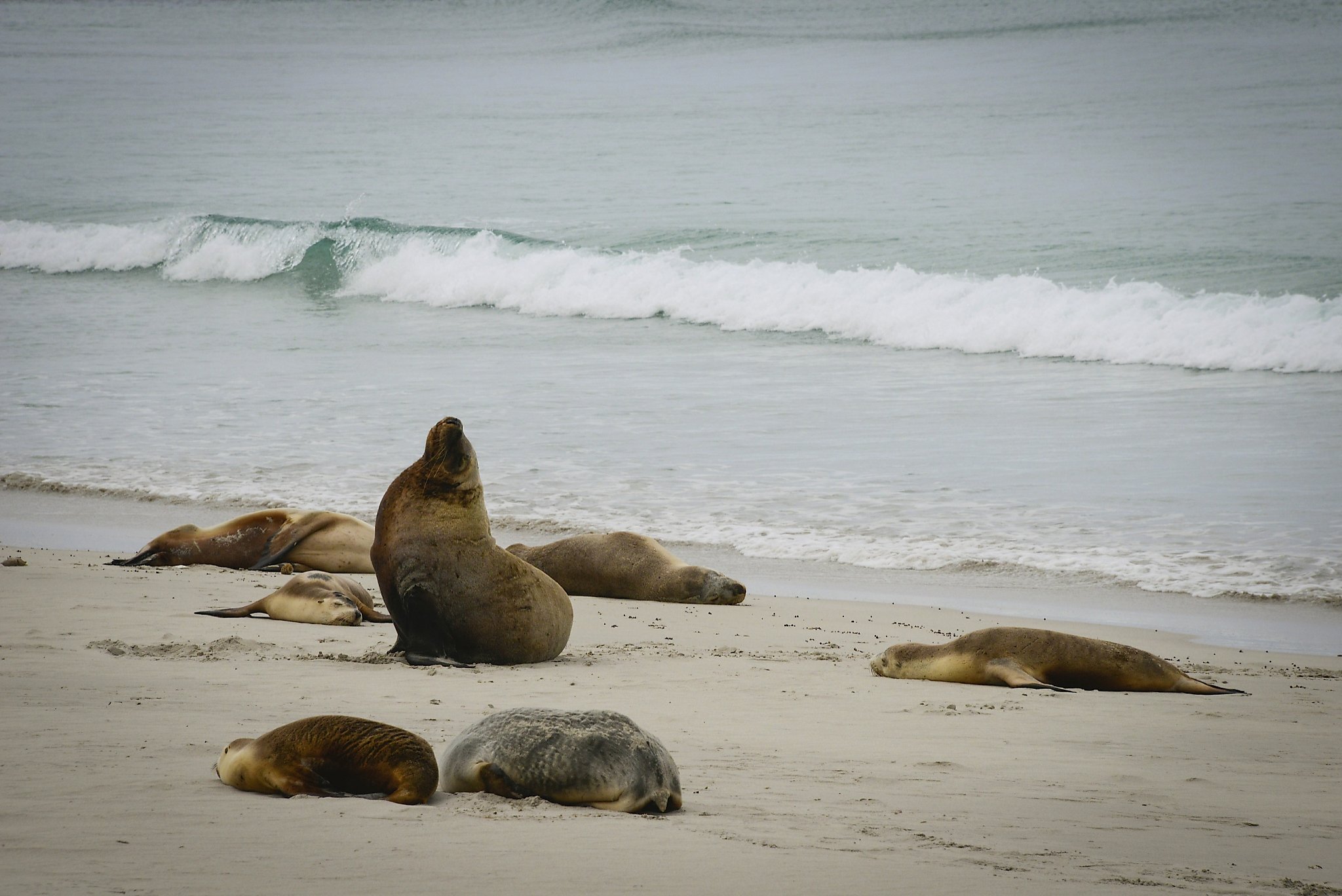 Kangaroo Island: Australia’s wildlife haven